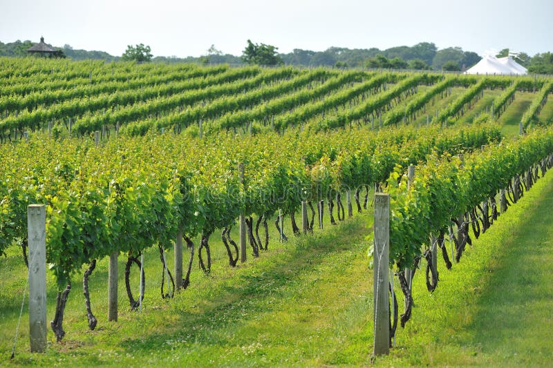 Vineyard field stock image. Image of grape, wine, country - 20251183