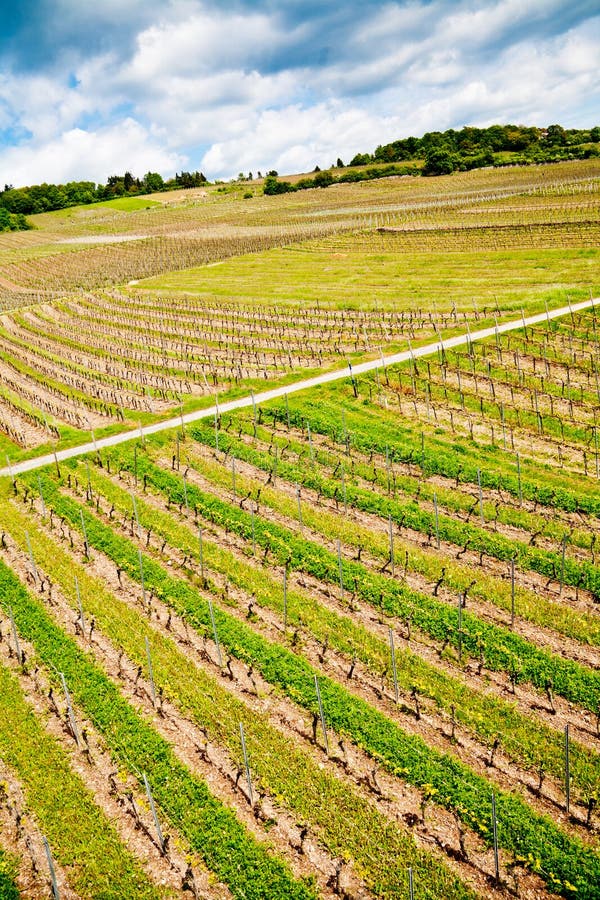 Vineyard field stock photo. Image of rural, europe, peaceful - 20654266