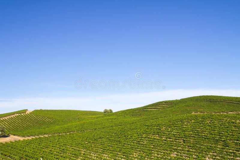 Vineyard field stock image. Image of agriculture, hills - 26082569