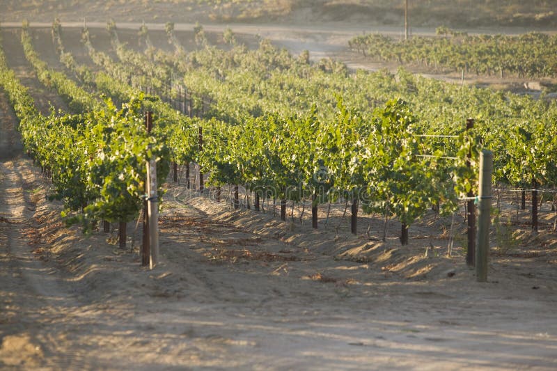 Vineyard Field stock photo. Image of horizontal, agricultural - 29647796