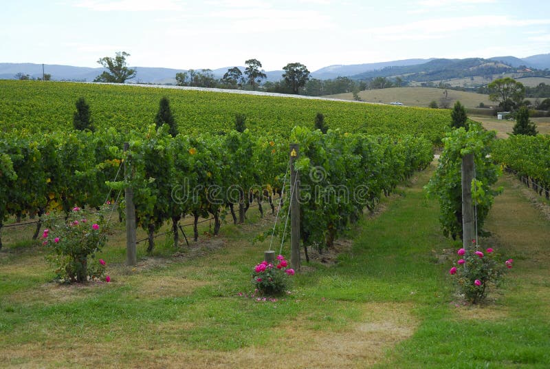 Vineyard Field stock image. Image of alcohol, liquor, food - 5891505