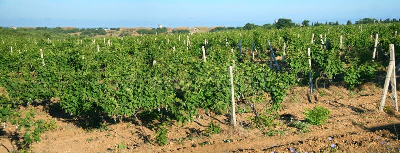 Vineyard field stock image. Image of landscape, field - 7454541
