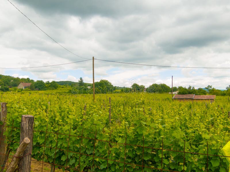 Vineyard Field on a Hillside Stock Photo - Image of plant, drink: 34888242