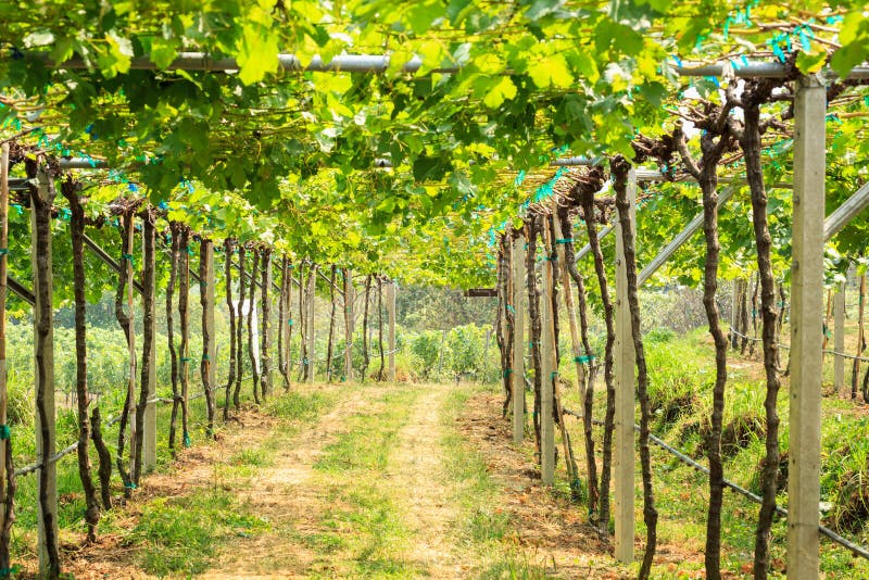 Vineyard field in Thailand stock image. Image of grapevine - 48841065