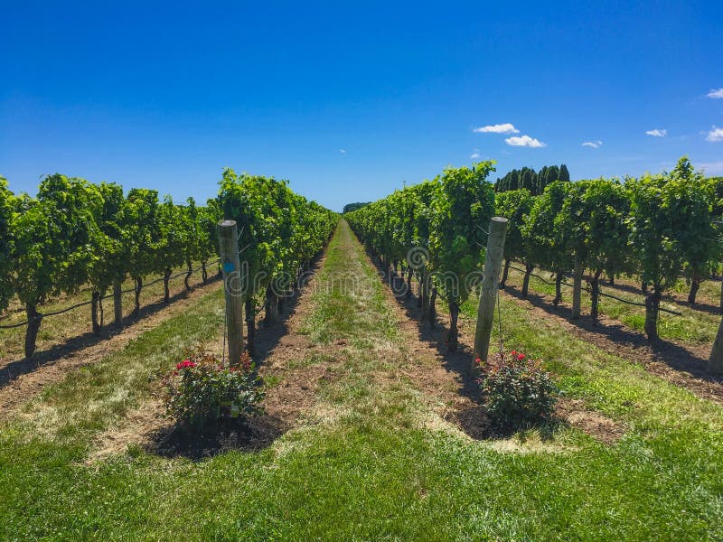 Vineyard Fields on Long Island Stock Image - Image of pasture, farm ...