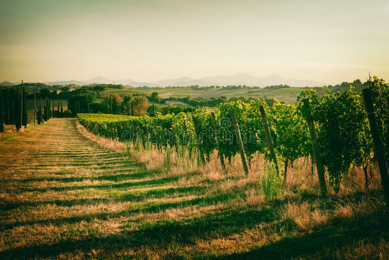 Vineyard Fields in Marche, Italy Stock Photo - Image of hill, blue ...