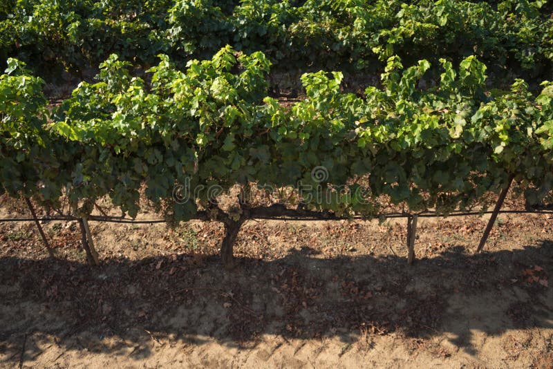 Vineyard front row stock image. Image of rural, europe - 137196319