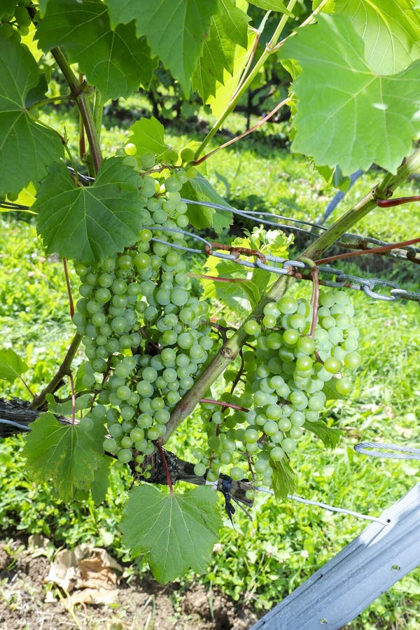 Vineyard with Frontenac Grapes. Quebec, Canada Stock Image - Image of ...