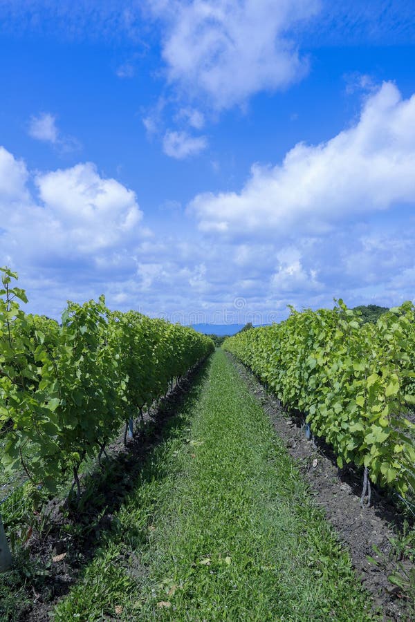 Vineyard with Frontenac Grapes. Quebec, Canada Stock Image - Image of ...
