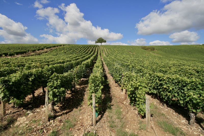 Vineyard Gaillac stock image. Image of gaillac, overview - 190487549