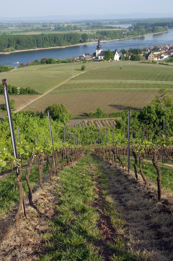 Vineyard at German Rhine Valley Stock Image - Image of valley, vine ...