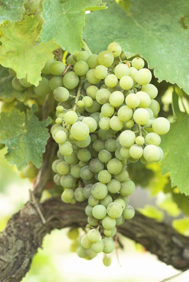 Vineyard Grape stock image. Image of green, vivid, fall - 3020899