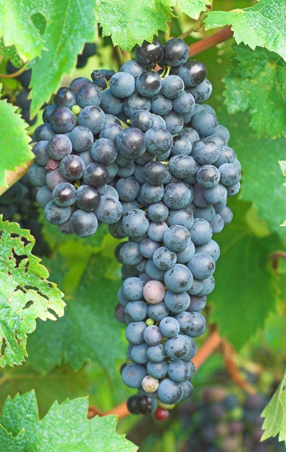 Vineyard Grape Picture. Image: 3020241