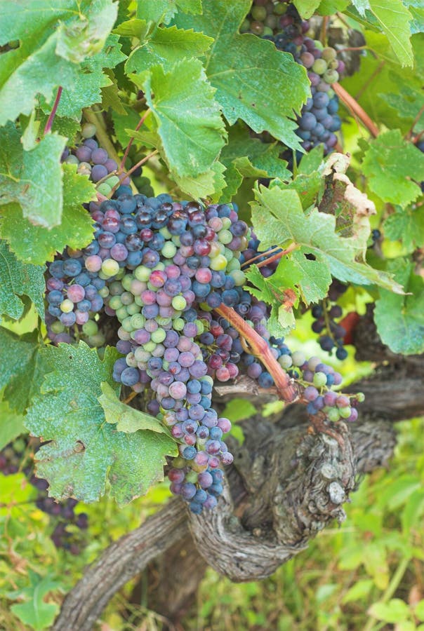 Vineyard Grape Picture. Image: 3024015