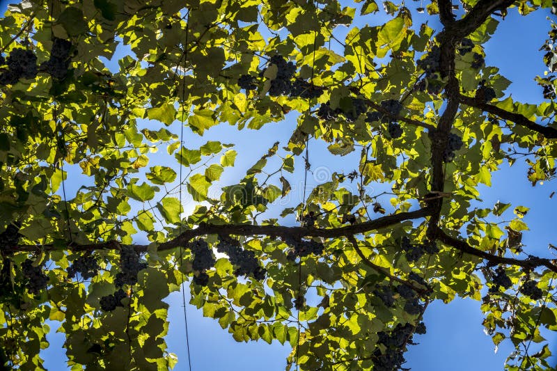 Vineyard with Grape Clusters Seen from the Inside, Camera on the Ground ...