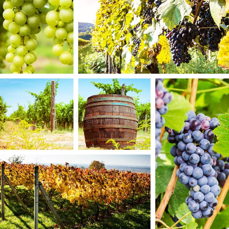 Vineyard and grape collage stock photo. Image of green - 58880192