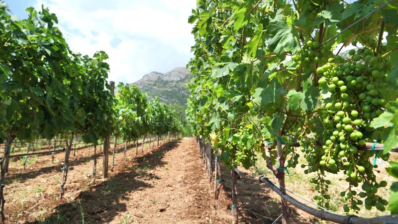 Vineyard, grape plantation stock footage. Video of farming - 347213012