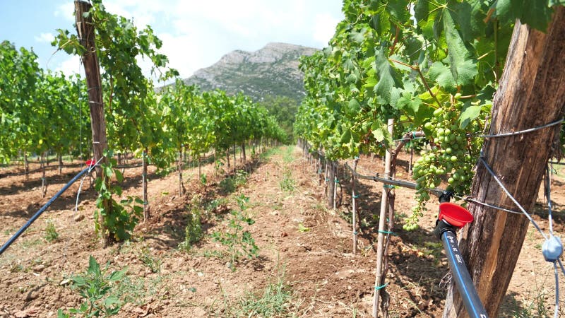 Grape Plantation with Hydroponics Stock Footage - Video of harvest ...