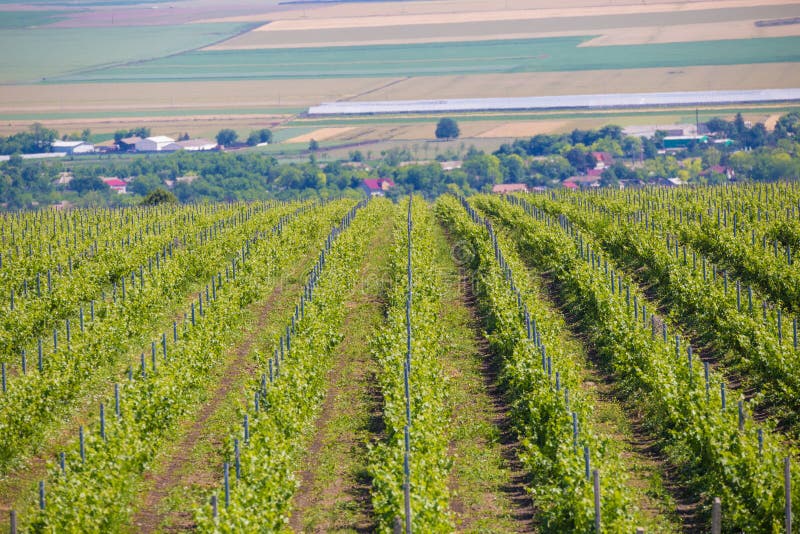 Vineyard with Grape Rows Summer Landscape Stock Photo - Image of napa ...