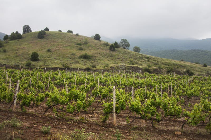 Vineyard. Grape Trees Farm. Crimea Landscape Stock Image - Image of ...
