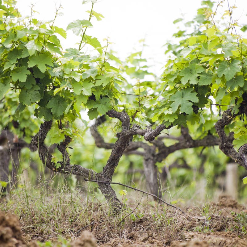 Vineyard. Grape trees farm stock image. Image of leaf - 92950755