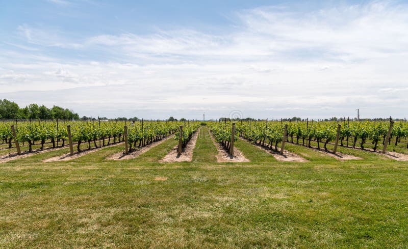 Vineyard of Grapes, Rows, Grass Stock Photo - Image of soil, pasture ...