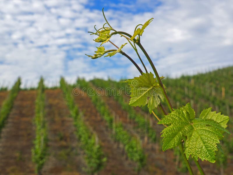 Vineyard with Grapevine in the Foreground Stock Photo - Image of green ...