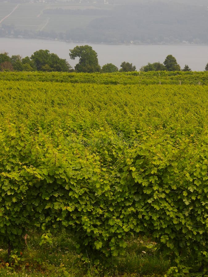 Vineyard Grapevines Grow in the FingerLakes July Sunshine Portrait ...