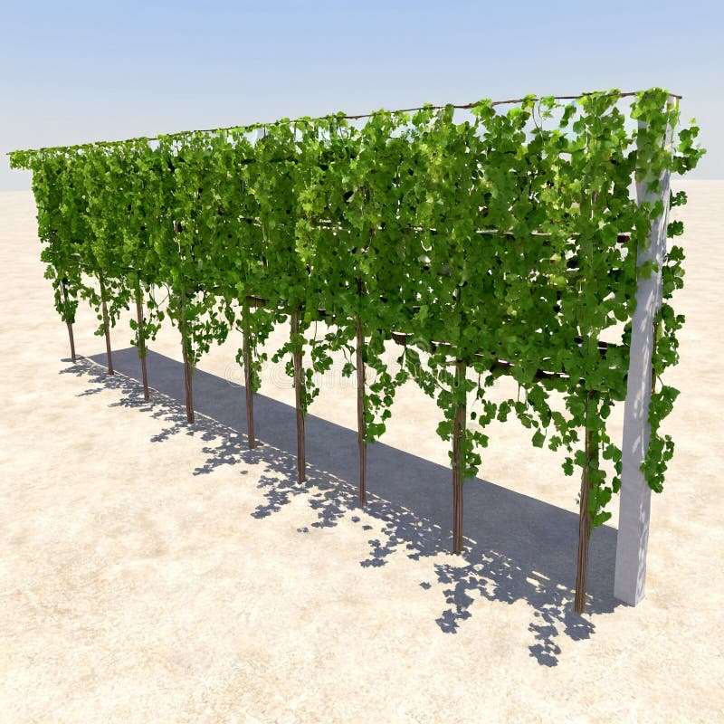 Grape Vines Growing on Trellis in Vineyard Stock Illustration ...