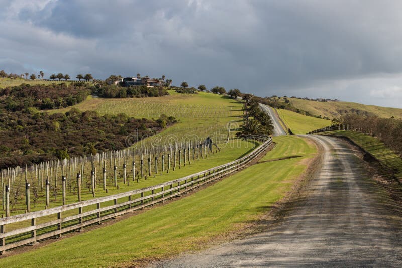 Vineyard on grassy slope stock image. Image of rural - 46608583