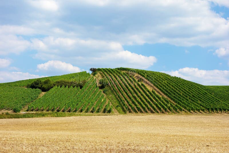 Vineyard hill stock image. Image of grass, nature, country - 57494853