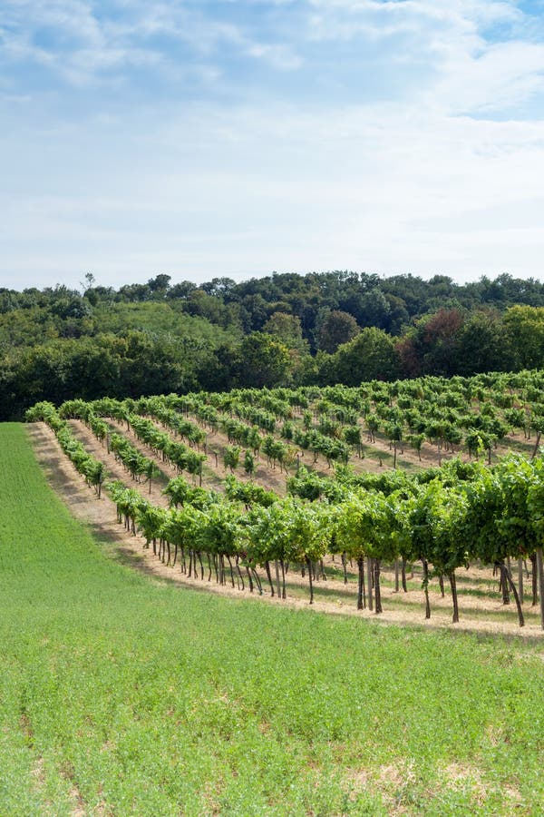 Vineyard on a hill stock photo. Image of leaf, cultivatedplant - 33120690