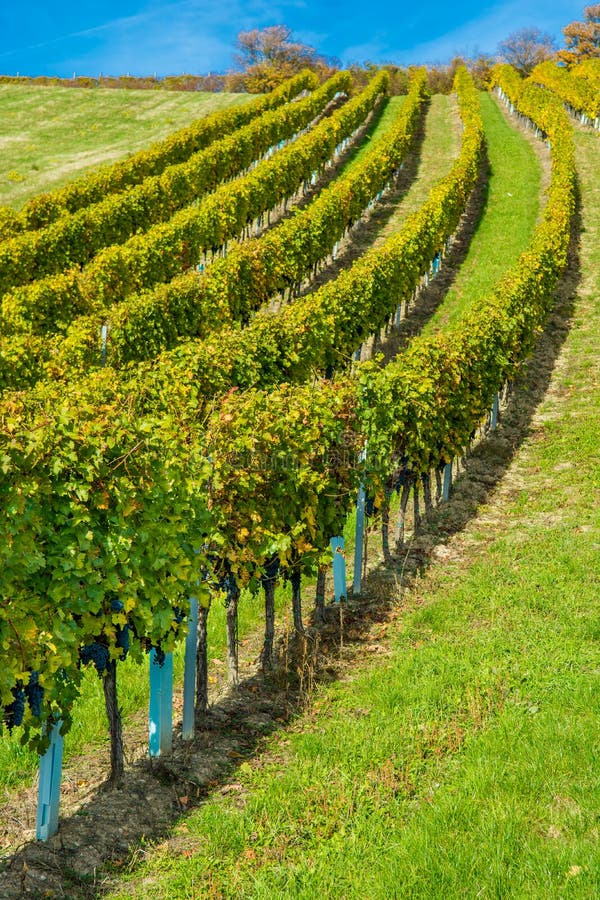 Vineyard on a Hill in Autumn Stock Image - Image of outdoor, farmland ...