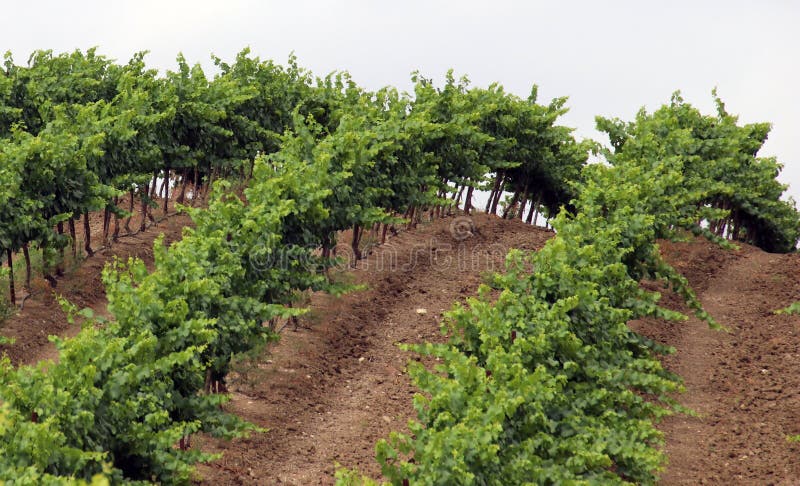 Vineyard on a hill stock image. Image of hill, growth - 93932967