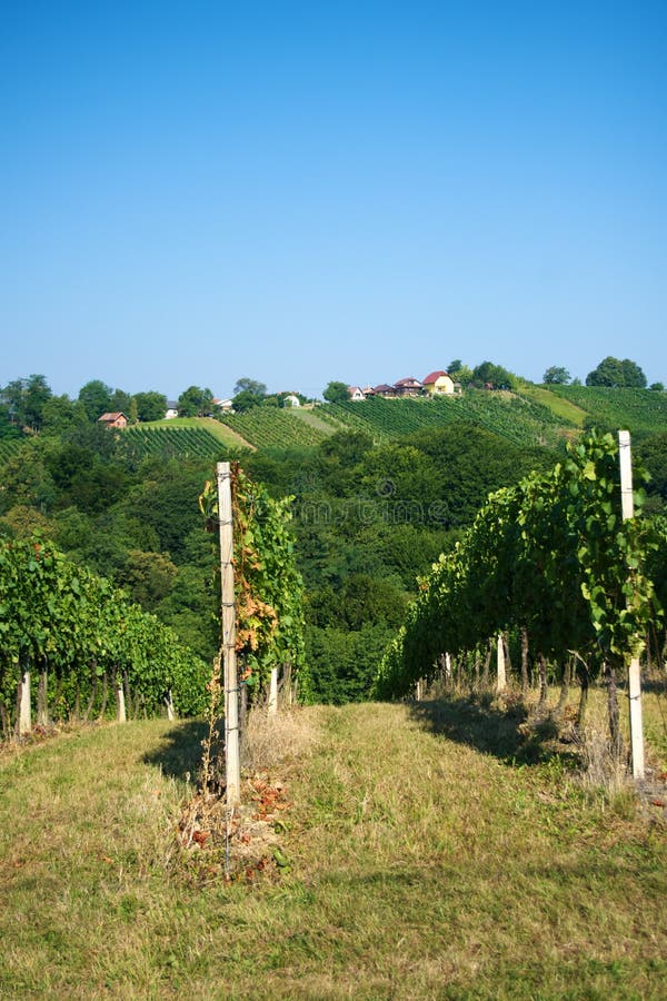 Vineyard at hill stock image. Image of harvest, field - 30521323
