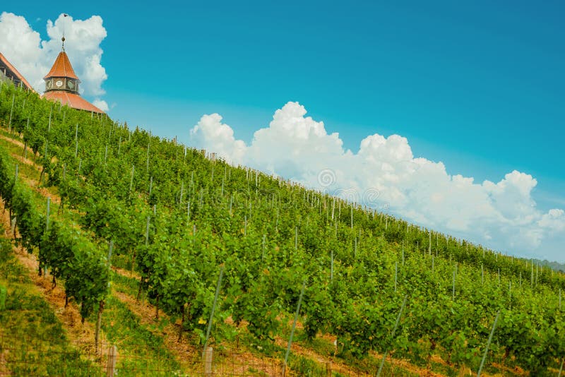 Vineyard on Hill and Old City with Red Roofs in the Valley. Landscape ...