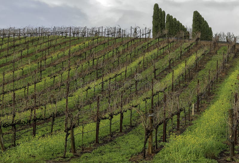 Vineyard Hill with Rows of Grape Vines and Trees on the Top Stock Photo ...