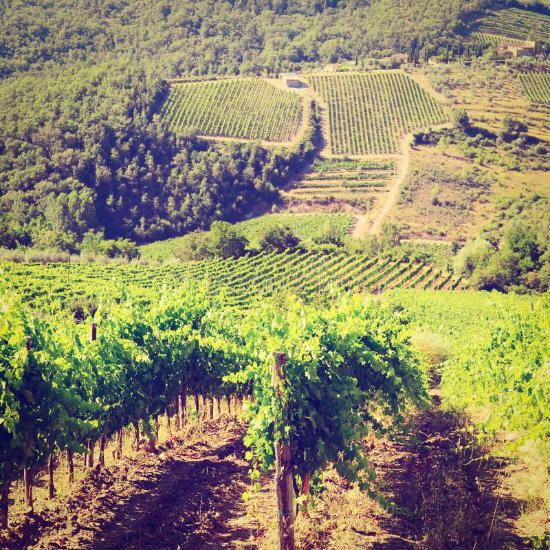 Vineyard stock image. Image of plantation, italy, olive - 41656909