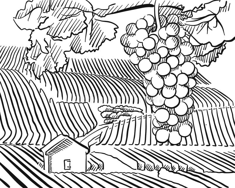 Vineyard Outline Stock Illustrations – 8,040 Vineyard Outline Stock ...