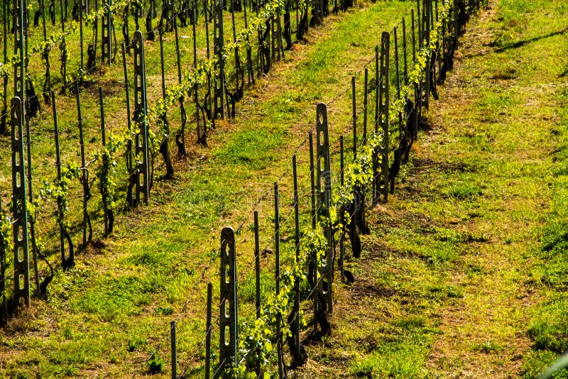Vineyard in Italian Countryside Marche Stock Photo - Image of ...