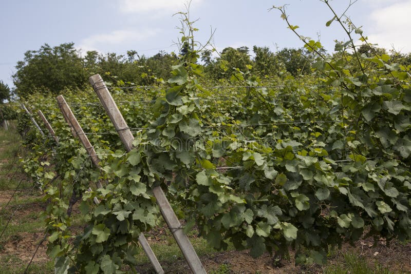 Vineyard in Italy stock photo. Image of crop, plant, viticulture - 32834438