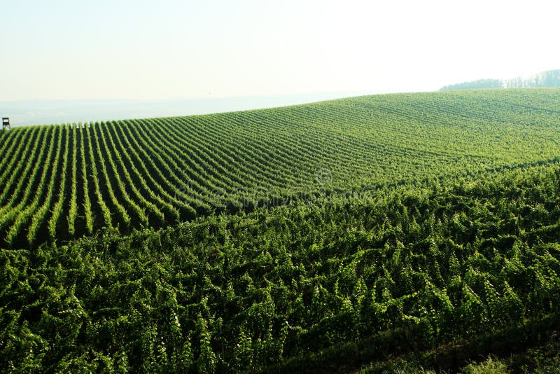 Vineyard landscape stock photo. Image of morning, agricultural - 11565872