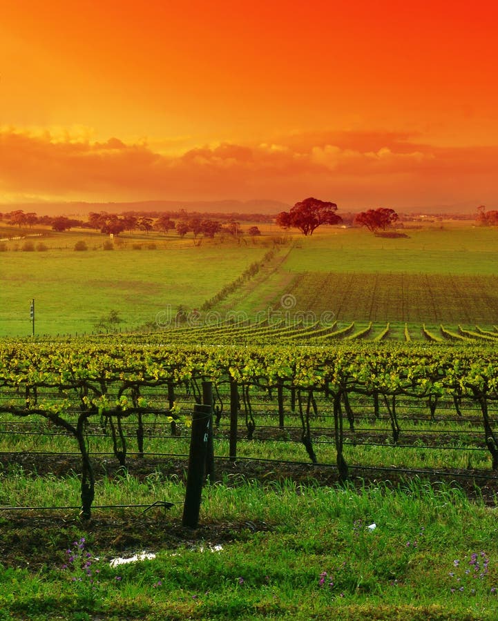 Vineyard Landscape stock photo. Image of creation, australia - 1331918