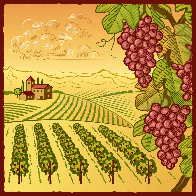 Vineyard landscape stock vector. Illustration of grapes - 19024193