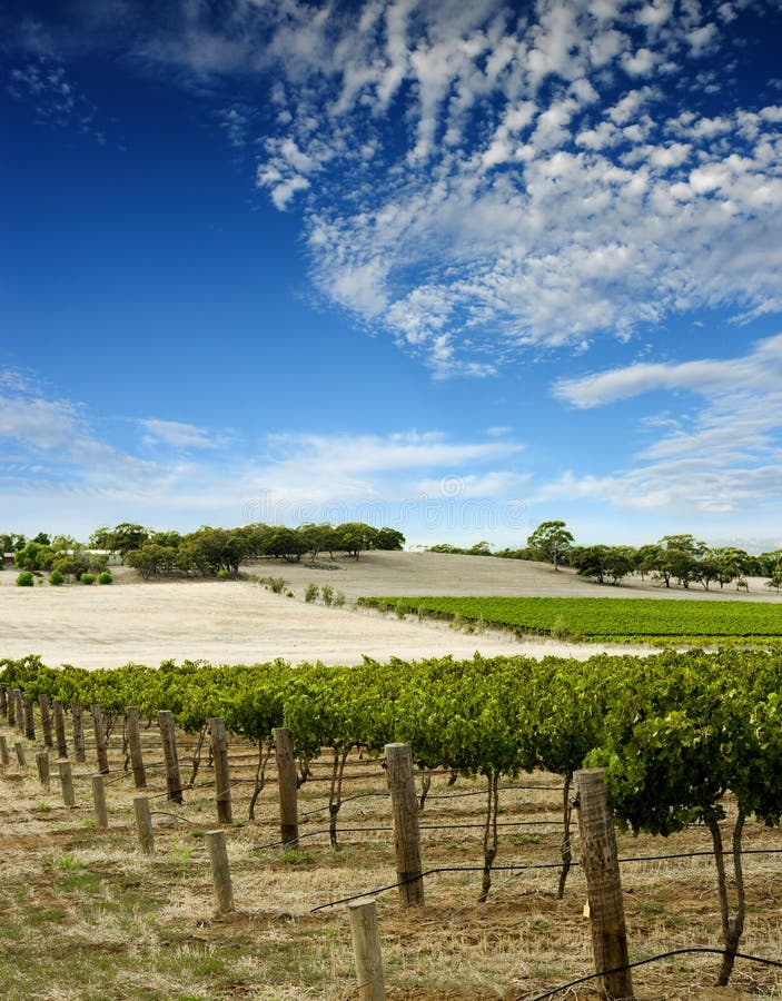 Vineyard Landscape stock photo. Image of vines, grapes - 2325762