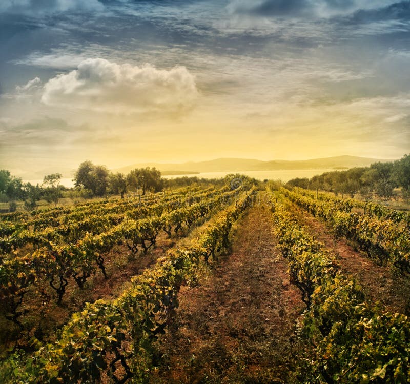 Vineyard Landscape stock photo. Image of creation, australia - 1331918