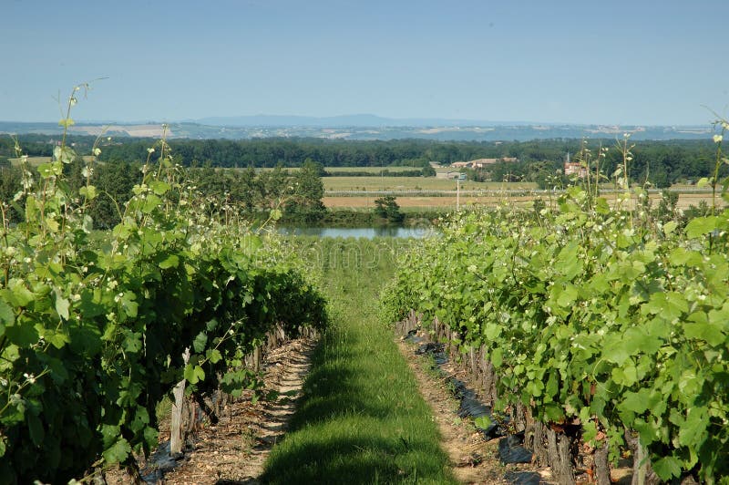 Vineyard landscape stock image. Image of south, vine, scenic - 2592791