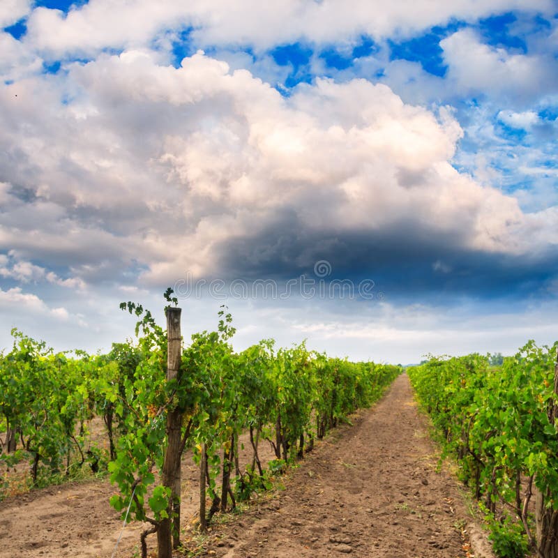 Vineyard landscape stock photo. Image of scenery, agricultural - 29693592
