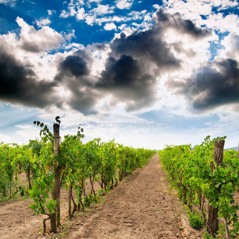 Vineyard landscape stock photo. Image of scenery, farm - 29693682