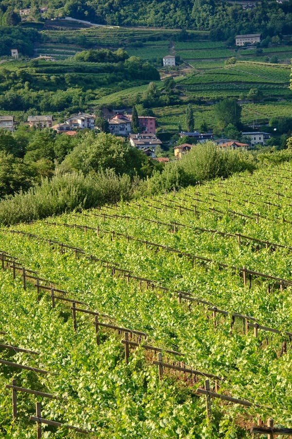 Vineyard Landscape Picture. Image: 9978607